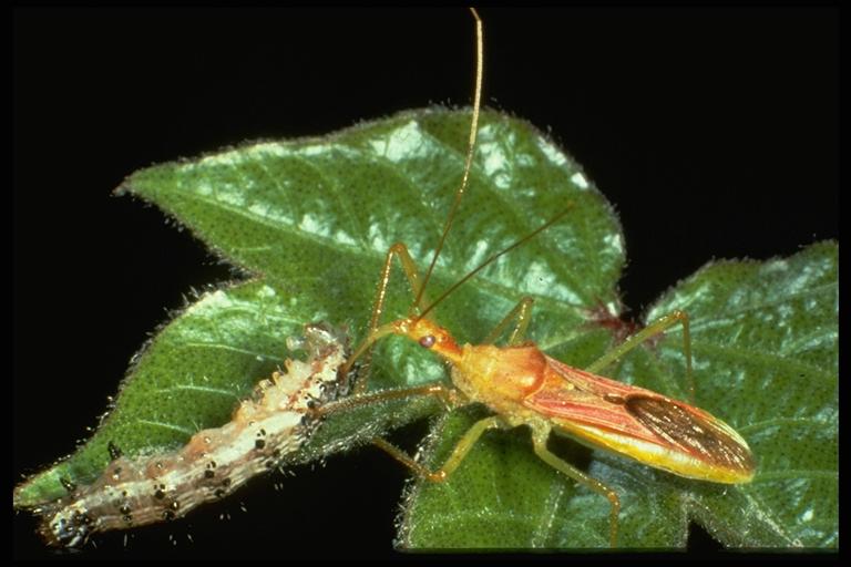 Assassin Bug - Field Guide to Common Texas Insects