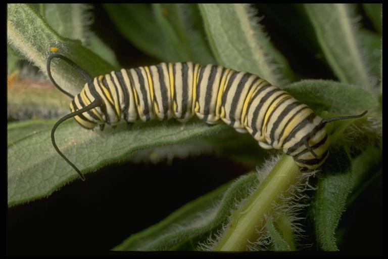 Monarch Butterfly - Field Guide to Common Texas Insects
